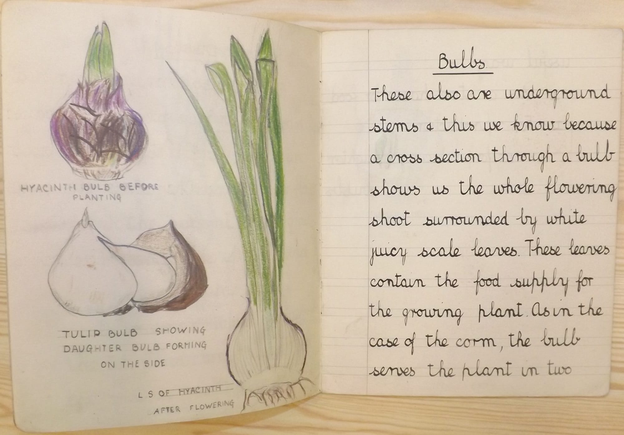 Green Spaces - Elmbridge Museum: Elmbridge Museum Website